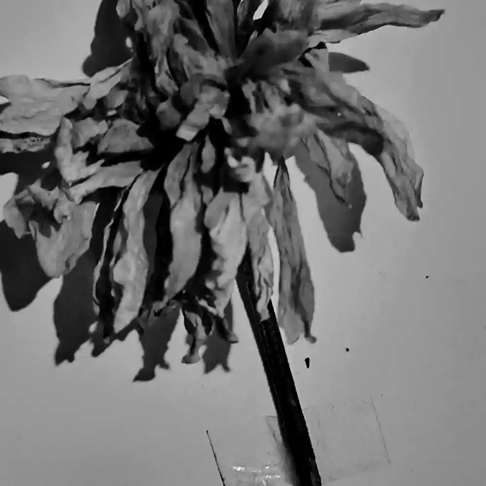 Emang boleh ya se boo chin ini? | Noice Podcast